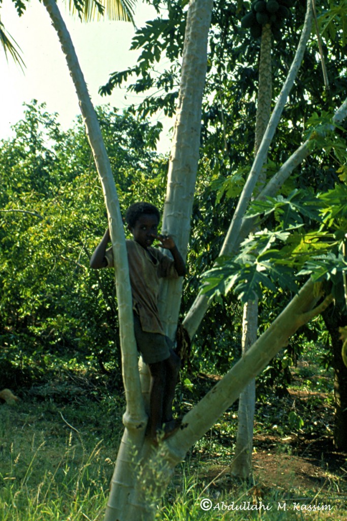 Papaya (Babbaay) Papaye – Xawaash